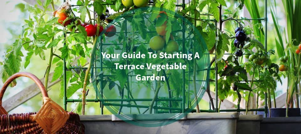 How to Start a Terrace Vegetable Garden | Green Evolutions